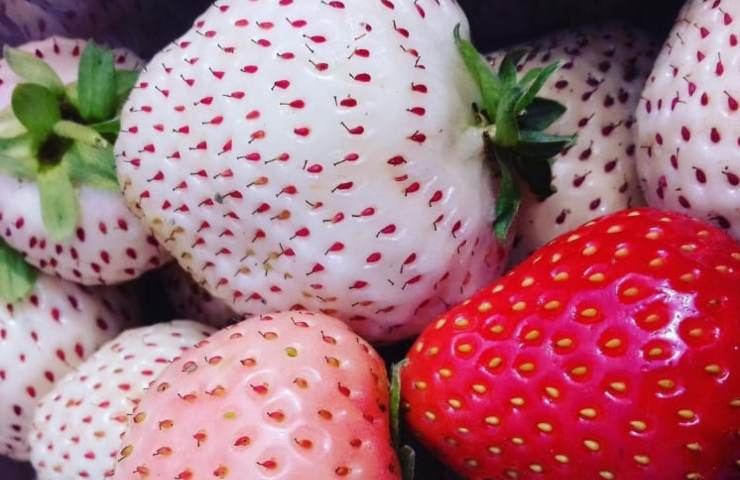 Fragole bianche, cosa sono e da dove vengo: tutti i benefici