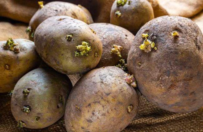 Come conservare le patate per non farle germogliare: il trucco della ...