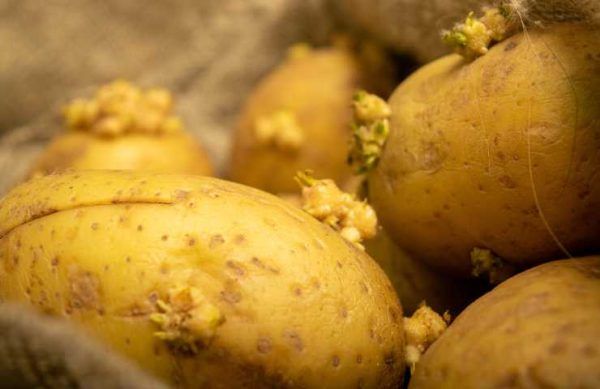 Come conservare le patate per non farle germogliare: il trucco della ...